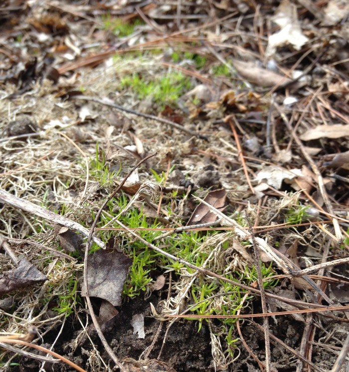 The slow art of moss growing | Ministry of the fence